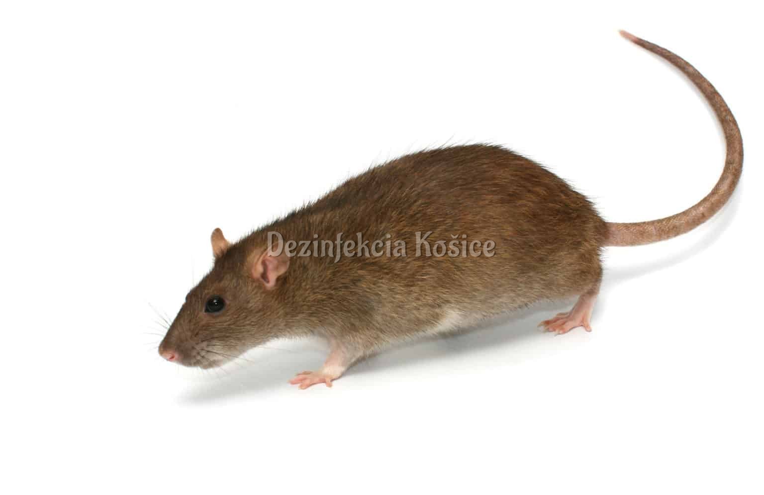 Potkan hnedý - Dezinfekcia Košice
